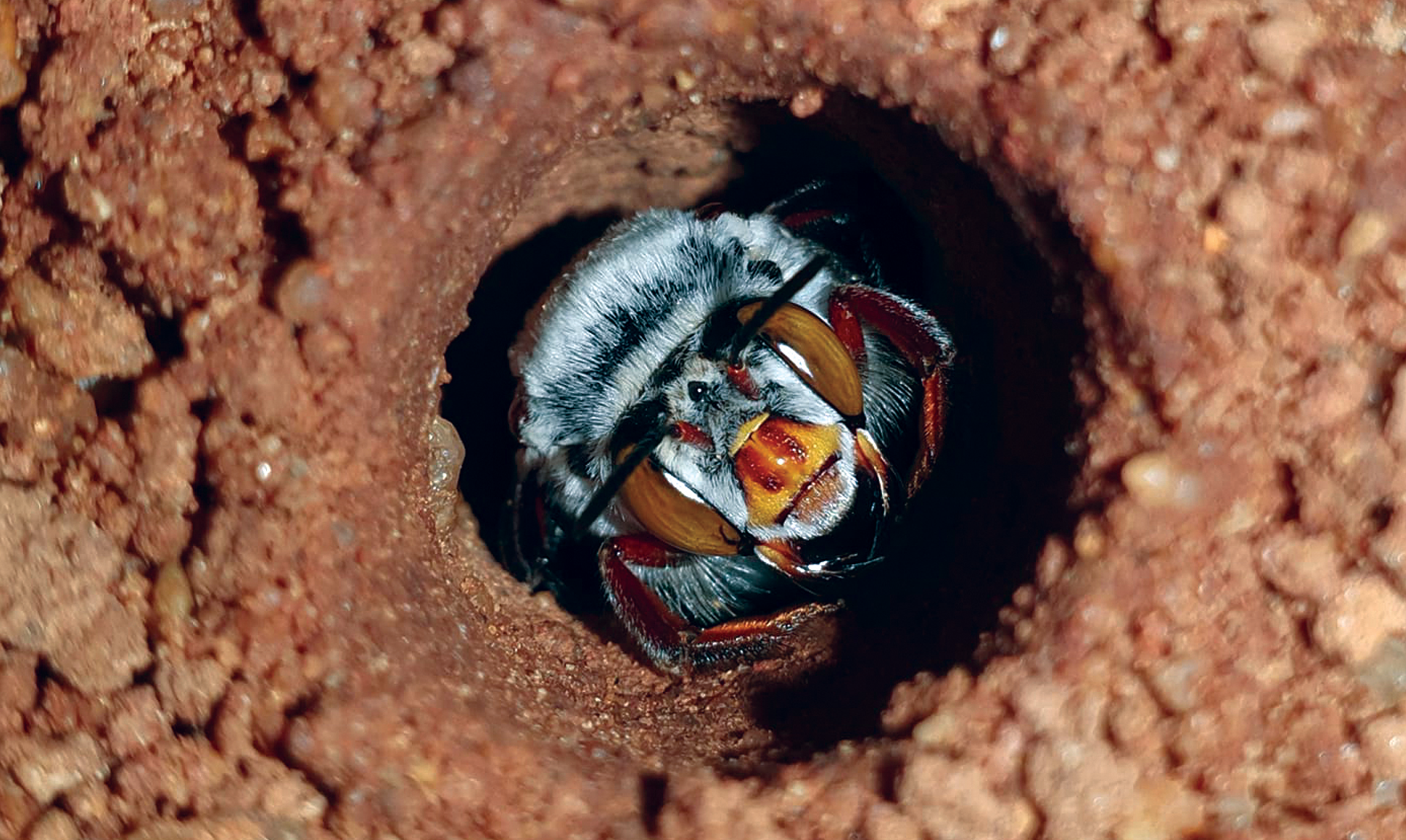 Your Guide - Burrowing Bee Dreaming Cultural Tours