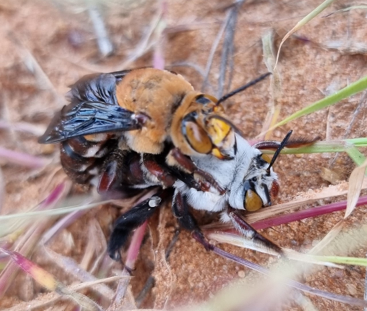 The Mungurragurra (Burrowing Bee) - Burrowing Bee Dreaming Cultural Tours